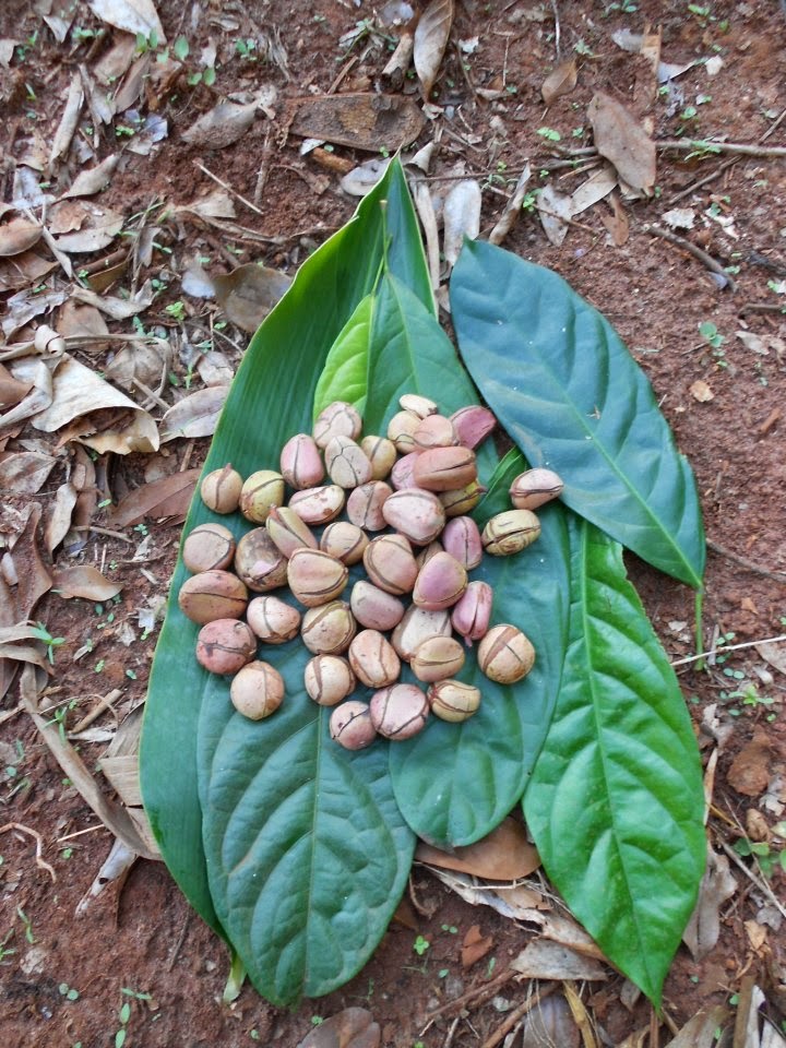 Candomblé e Umbanda: Fevereiro 2015