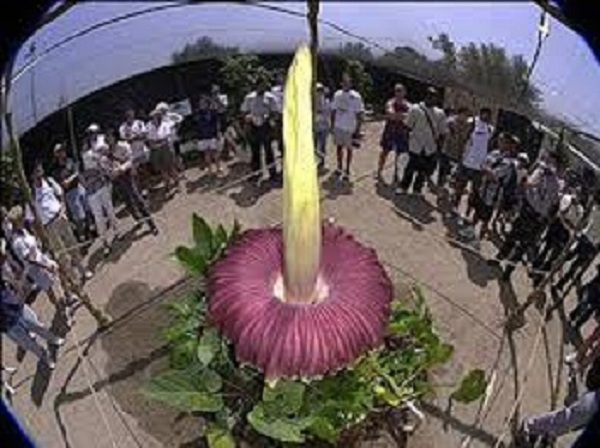 Video + Foto... Aroma Kentut Bau Busuk Bunga Bangkai Tarik Perhatian ...