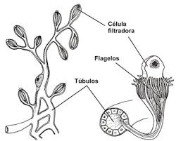 ies faro biología y geología: SISTEMA EXCRETOR DE INVERTEBRADOS