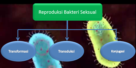 Bakteri: Reproduksi Bakteri Seksual