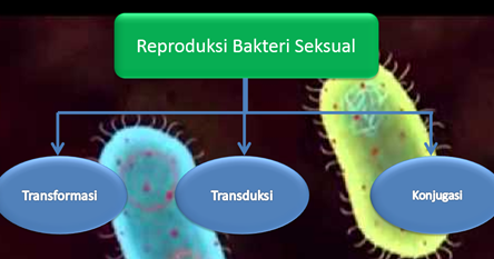 Bakteri: Reproduksi Bakteri Seksual