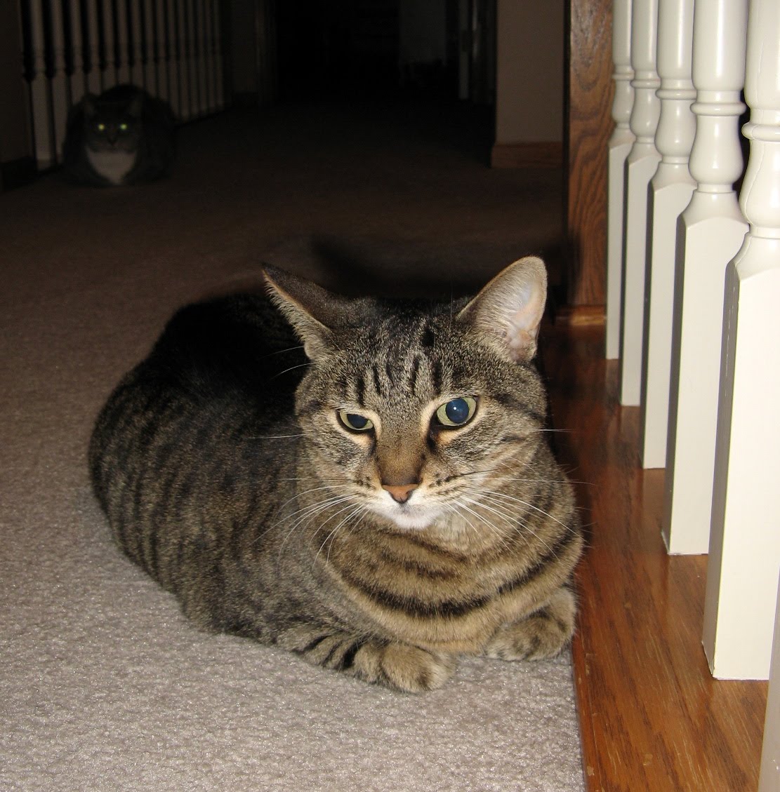 Meatloaf Position Cats at Russell Weyand blog