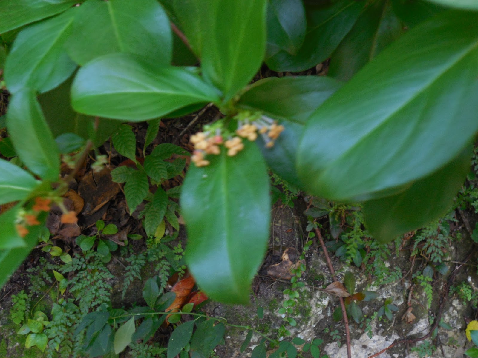 INVENTARIO DE ESPECIES EN EL SECTOR EL PASTILLO ISABELA, PUERTO RICO ...