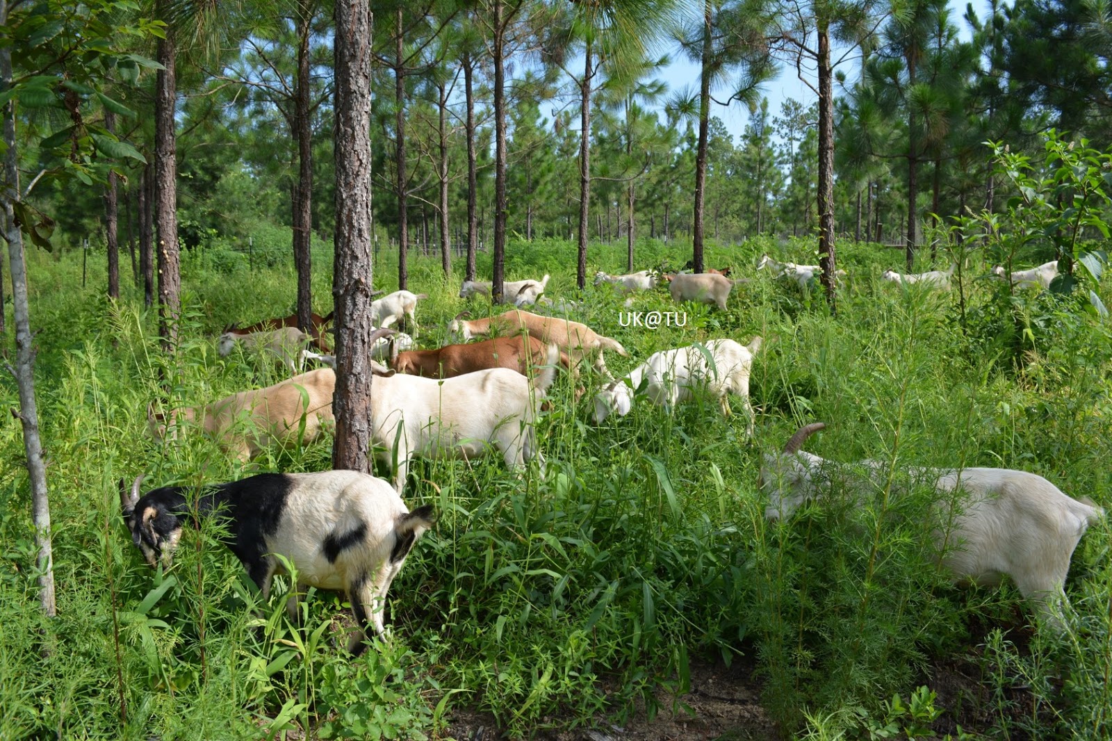 Livestock Communication: Agroforestry for Resilient Agriculture