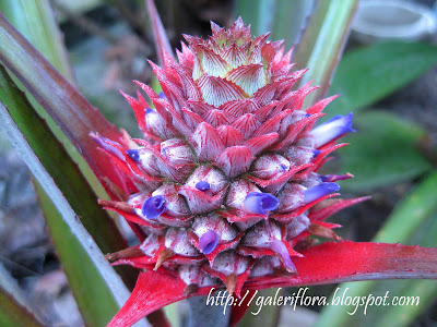 Galeri flora: Nenas ( Ananas comosus )