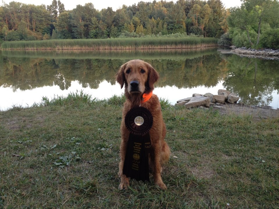 - Tidewater Golden Retrievers