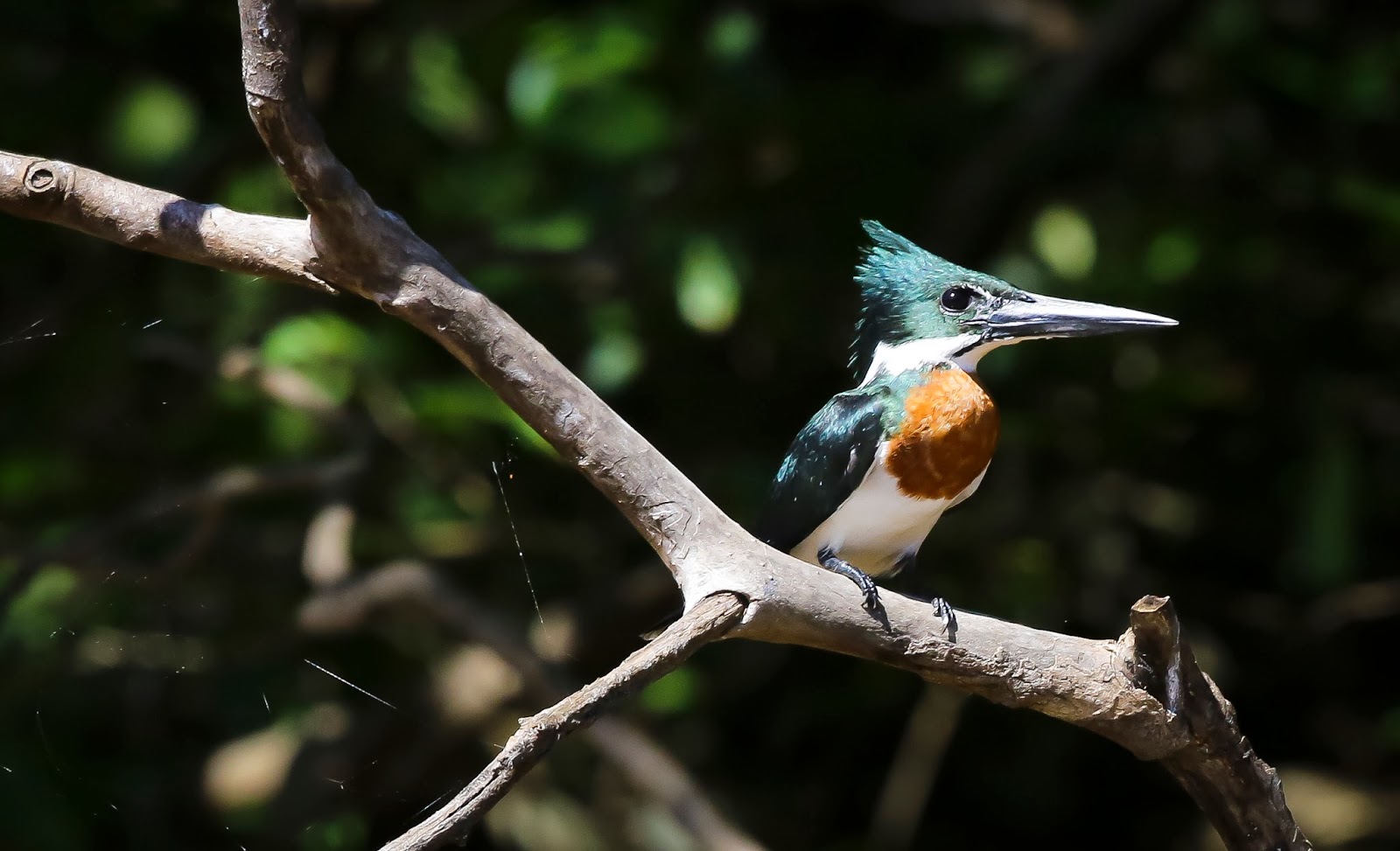 OFF THE BEATEN TRACK: Los Llanos - Animal Safari, Venezuela