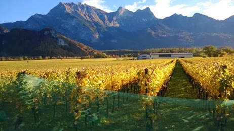 Panamera's Weinblog - Aus Freude am Wein :..: Weinbau aus Leidenschaft ...