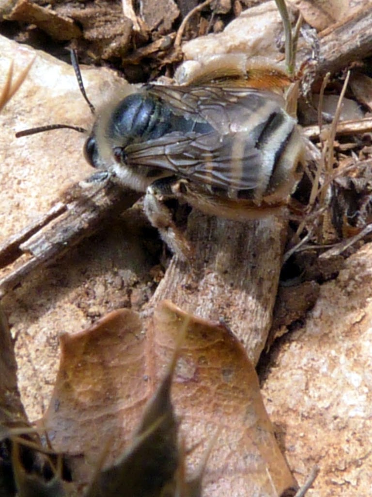 Taxonomía Arthropoda: Clase Insecta Orden Hymenoptera