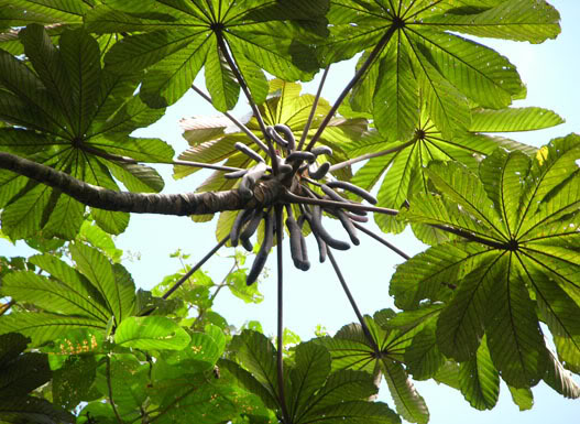 Candomblé en Paraguay : ÁGBAÓ / UMBAÚBA / AMBA'Y