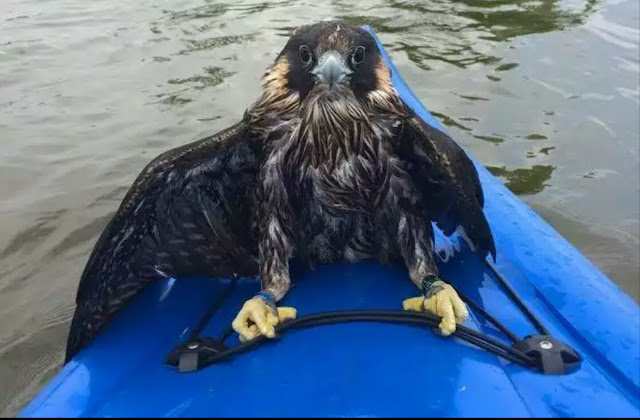 Falcon dies after striking vehicle – Columbia Spy