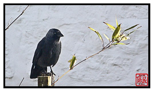 WKD (01) ... World Kigo Database . . . (WKD): Crow (karasu)