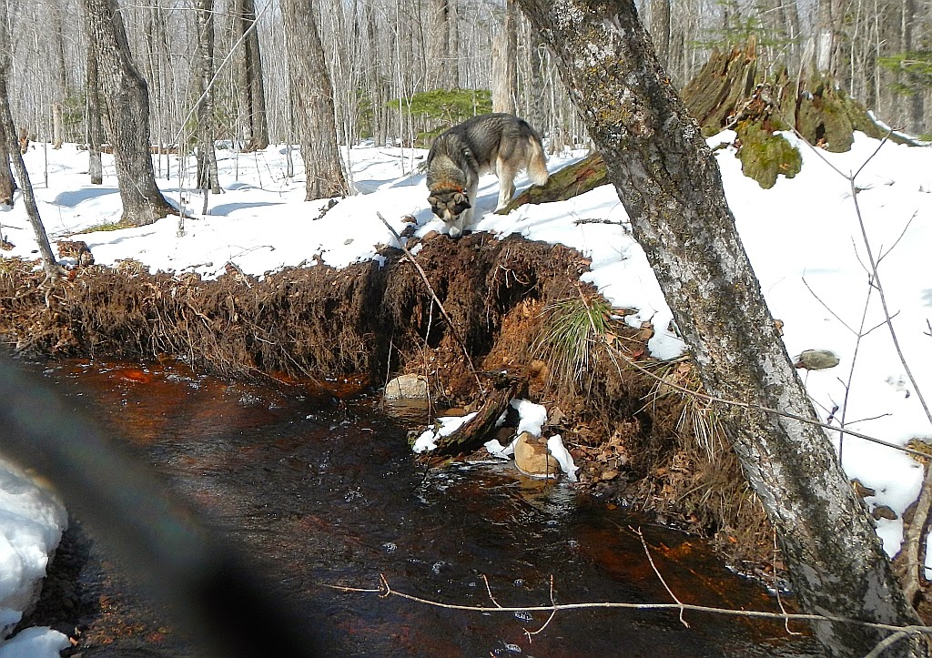 American Grouch: Stump Thumpin & Moose Trackin