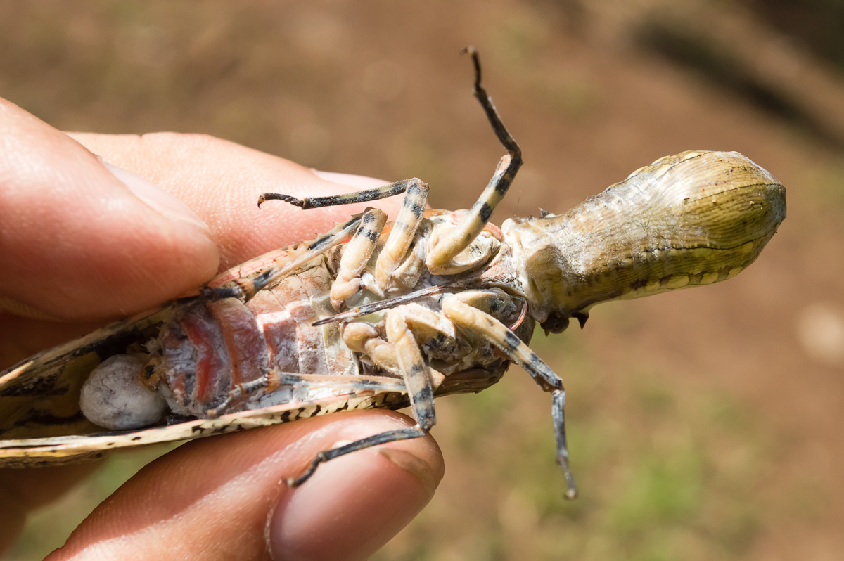 Panama Silvestre: Fulgora laternaria (Fulgoridae)