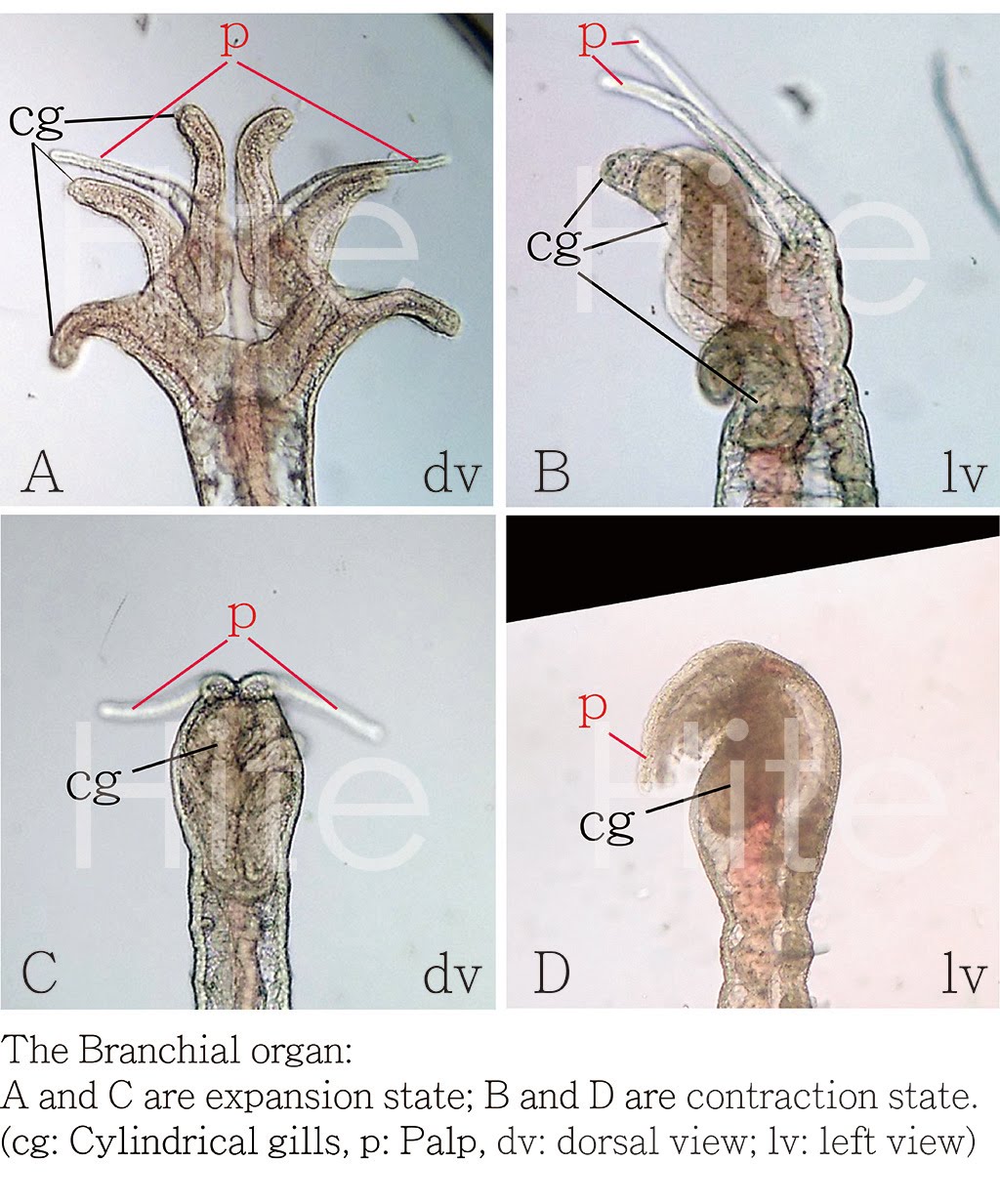 Hite's fish world: 7月 2016