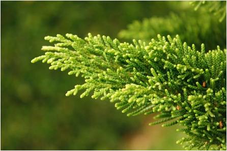 Beberapa Jenis Pohon Cemara | cerita kita bersama