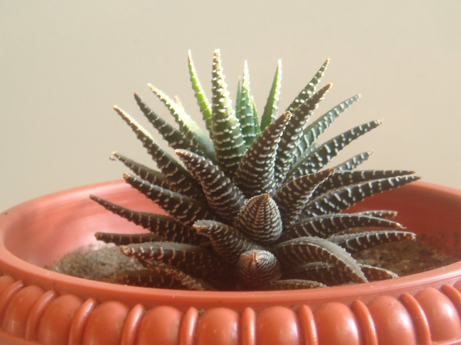 houseplants: Сувдан (судалт) кактус - Haworthia - Хавортия