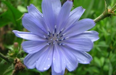 Vodopija ili cikorija – Biljna Ljekarna