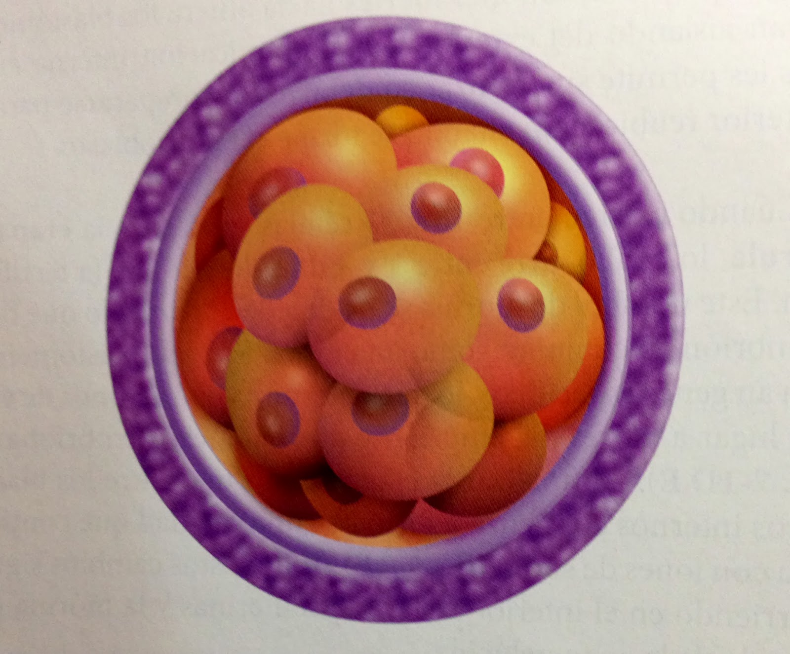 Embriología ENMH: Primera Semana del Desarrollo Embrionario