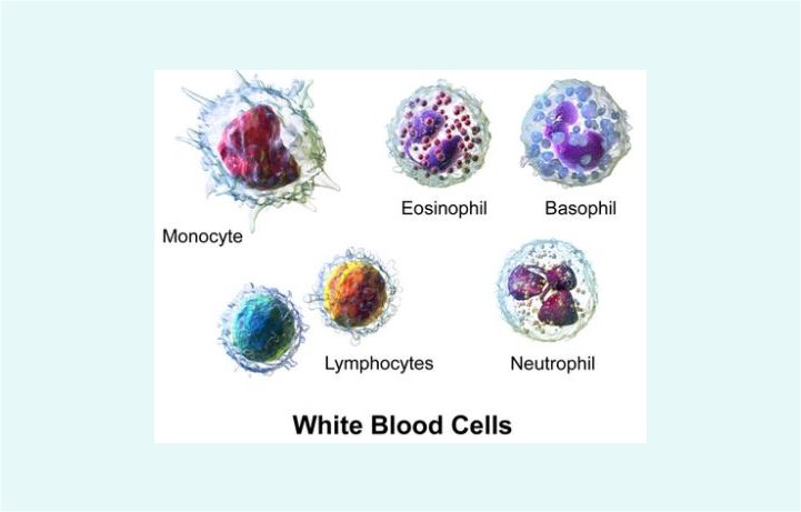 Sel Darah : Pengertian, Fungsi, Pembentukan, Jenis - cekrisna