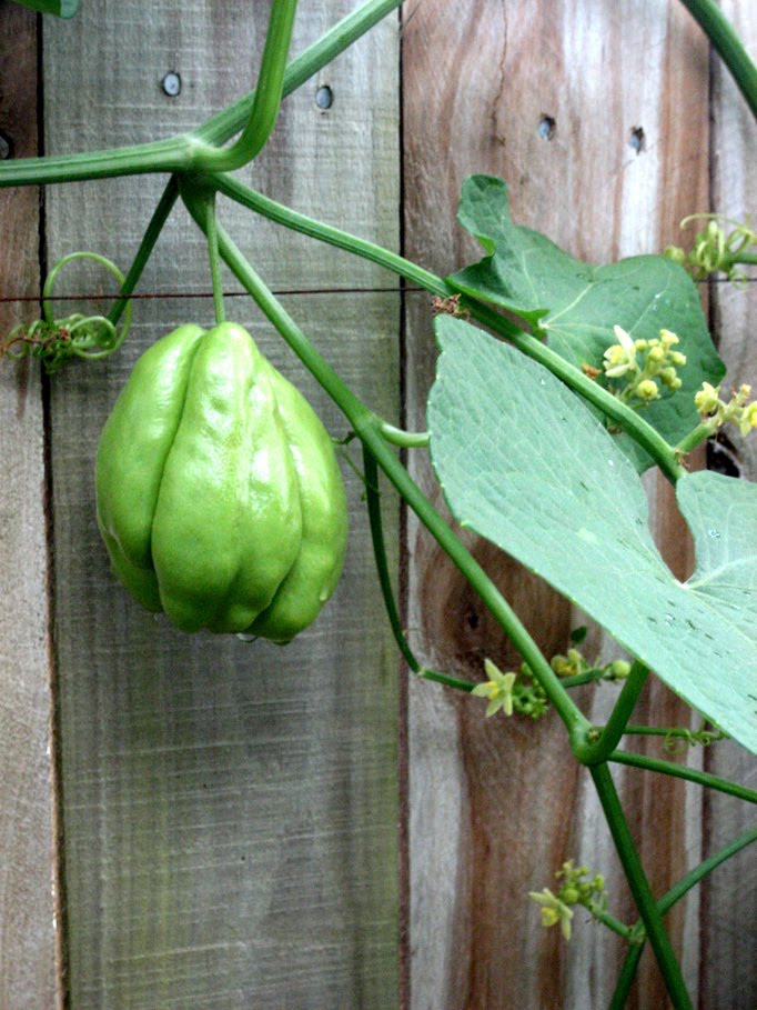 jelly, peaches and ice-cream: Roasted Chokos in Garlic Cream Sauce