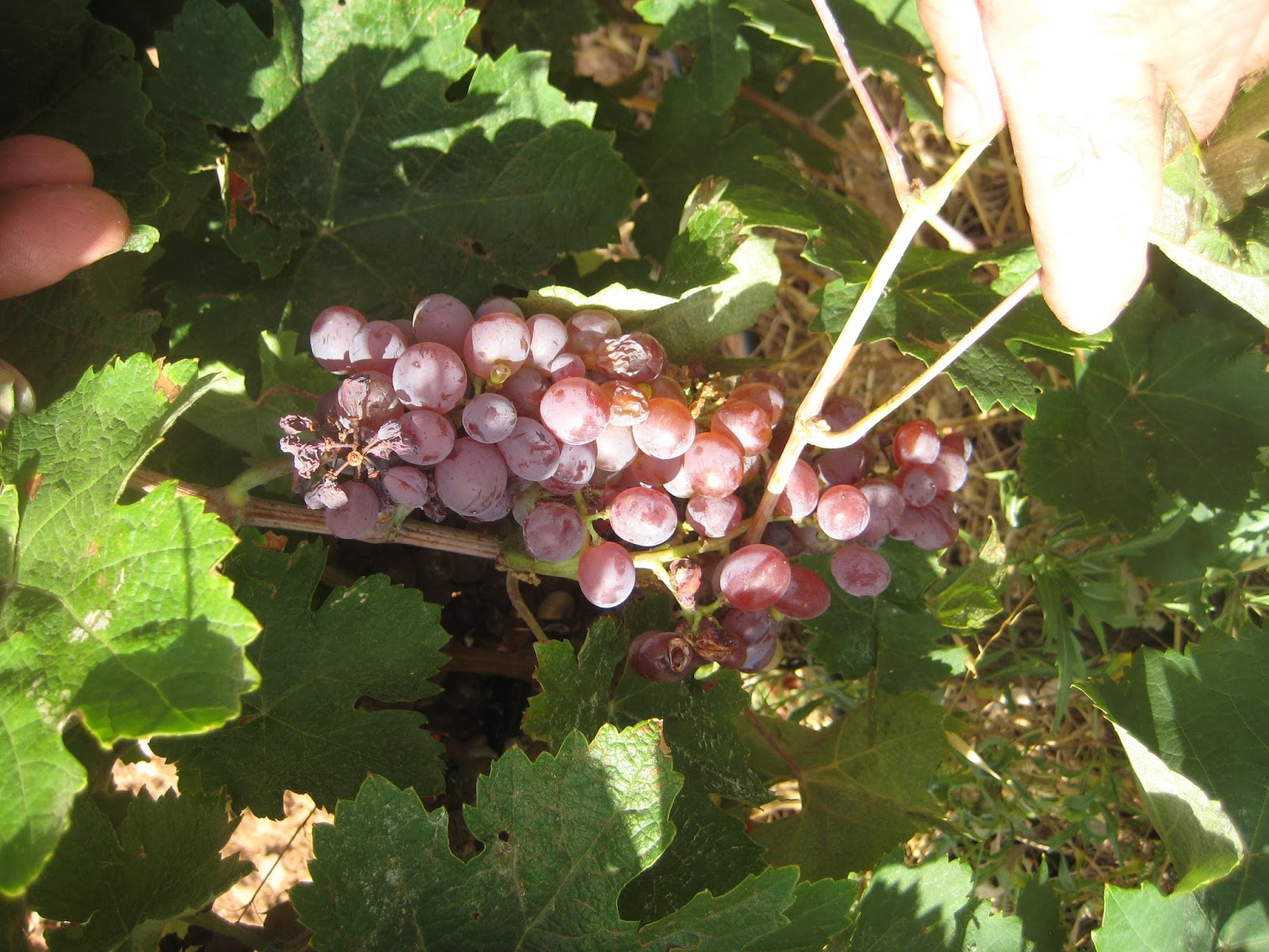 Château de Gaure in Limoux
