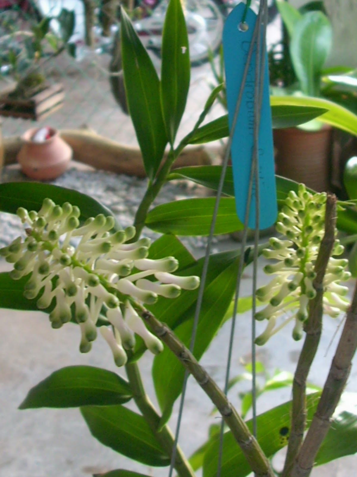 orchid69: Dendrobium Smilliae