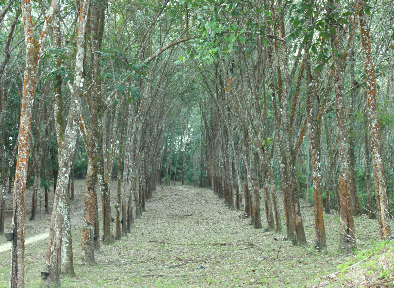 ape-ape je lah***___: getah oh getah