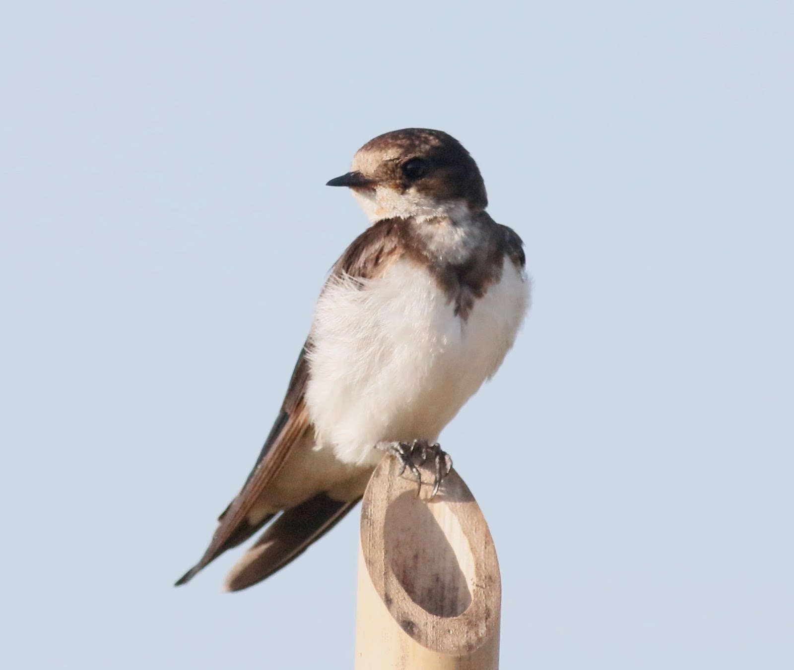 Ron-Nature-Adventures: Identification of Swiftlets and Swallows (PART 2)