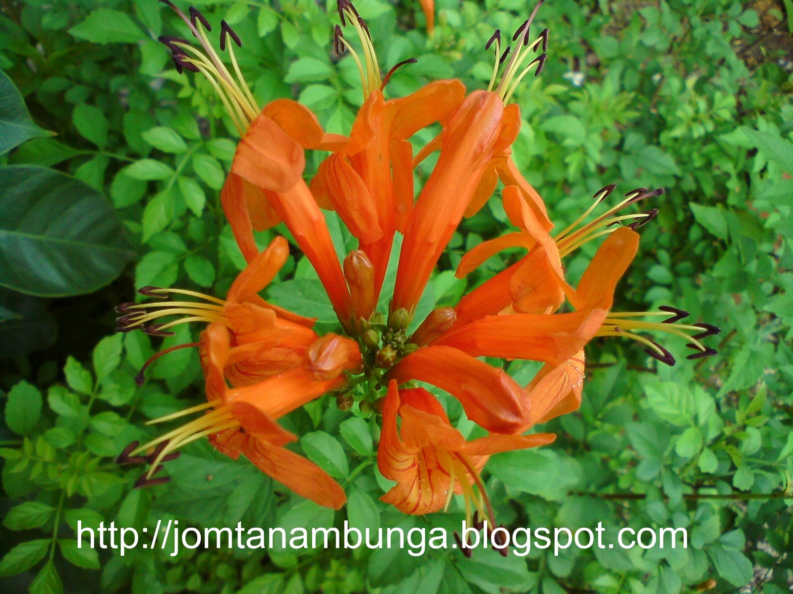 Jom Tanam Bunga: Album Bunga