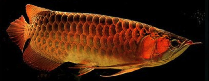 Red Arowana - MY PETS