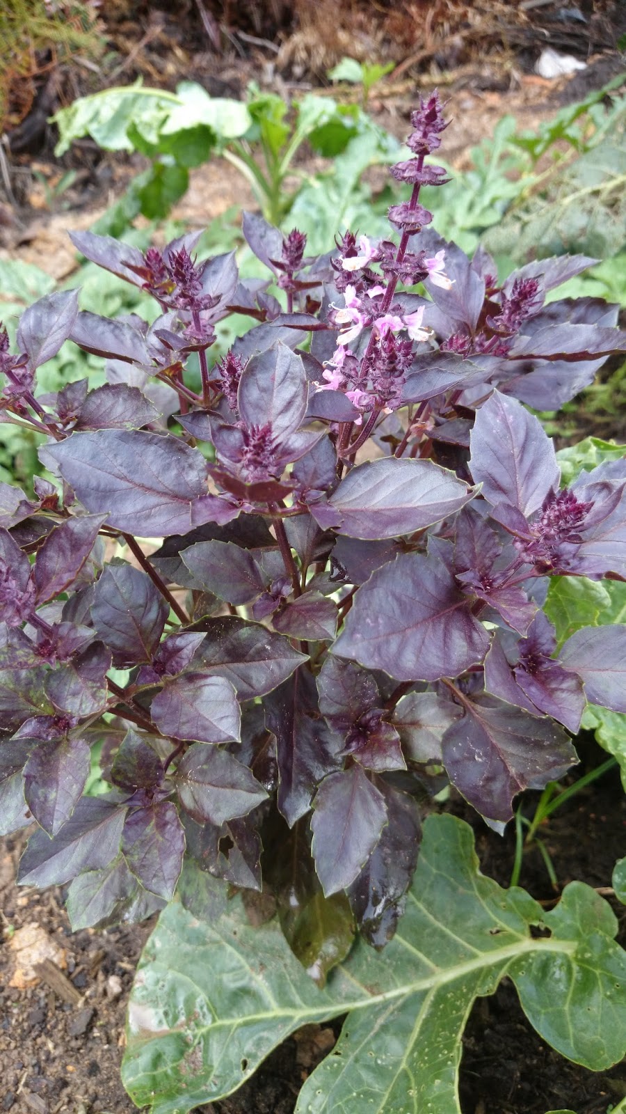 serimama herbs: pokok herba yg boleh ditanam laman rumah