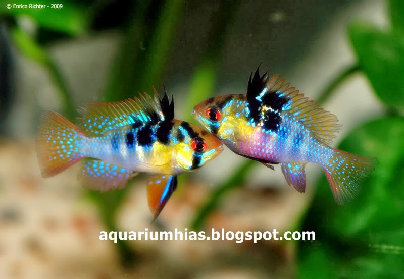 Mengenal Ikan Ramirezi ~ Dunia Air