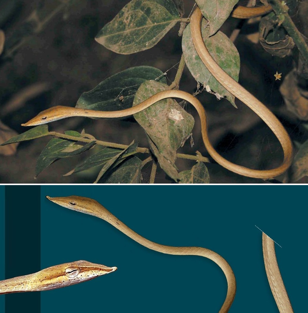 Species New to Science: [Herpetology • 2019] Ahaetulla laudankia • A ...