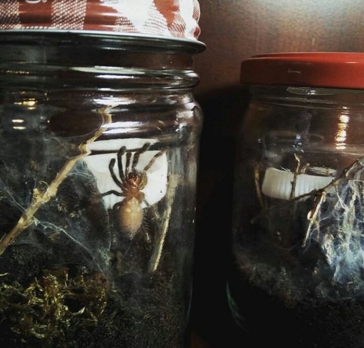 How To: Tarantula Slings