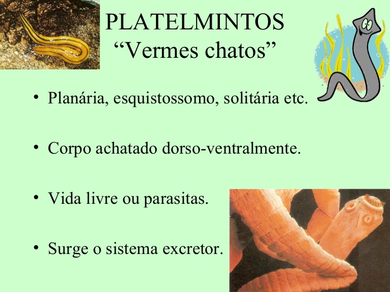 Filo platelmintos | Biologia: A ciência da vida