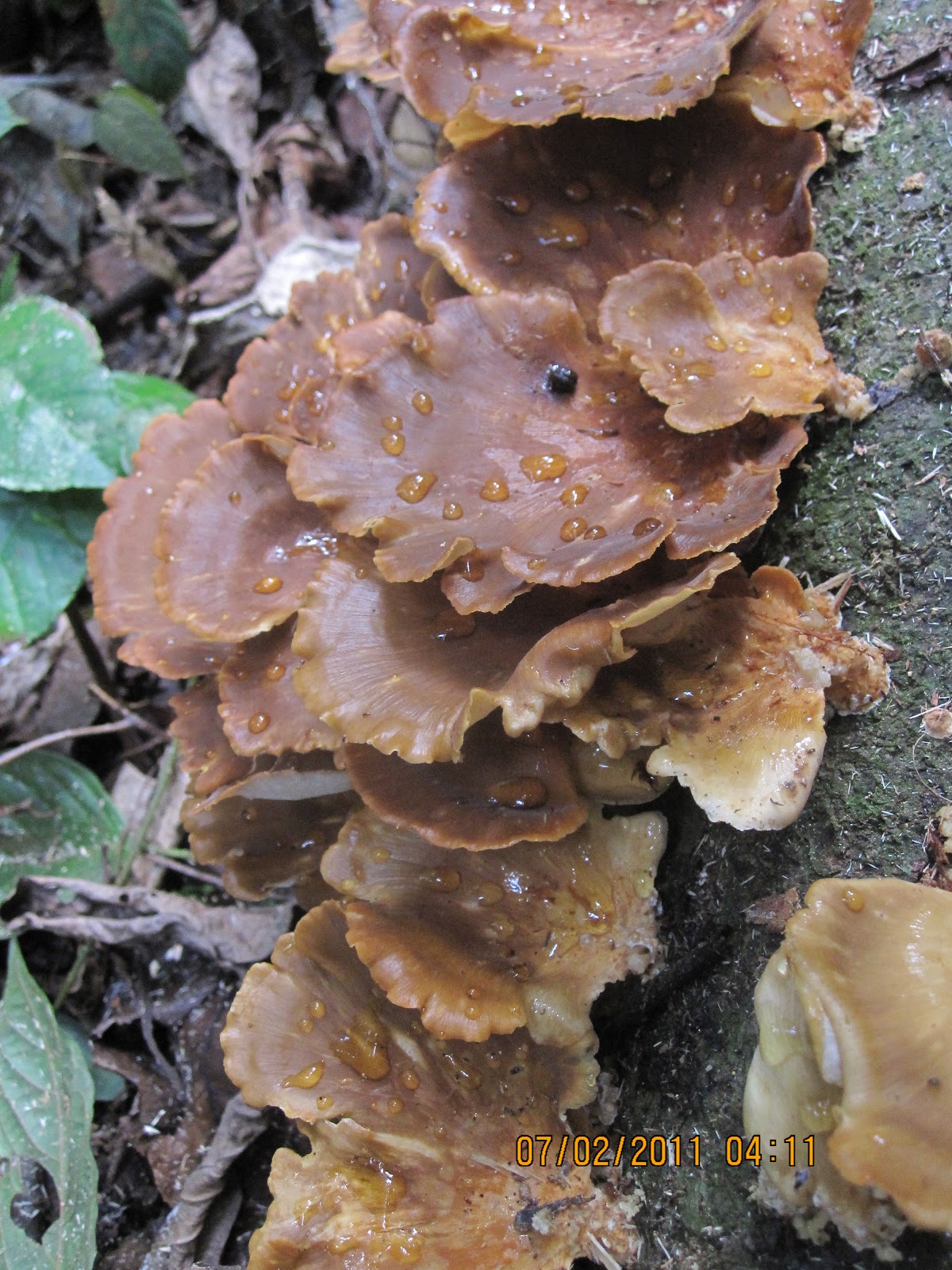 THE FORESTER: SPESIES KULAT DI LANTAI HUTAN LATA JARUM