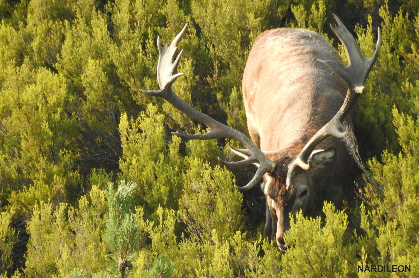 NARDILEON: La hora del ciervo: "Berrea 2017"