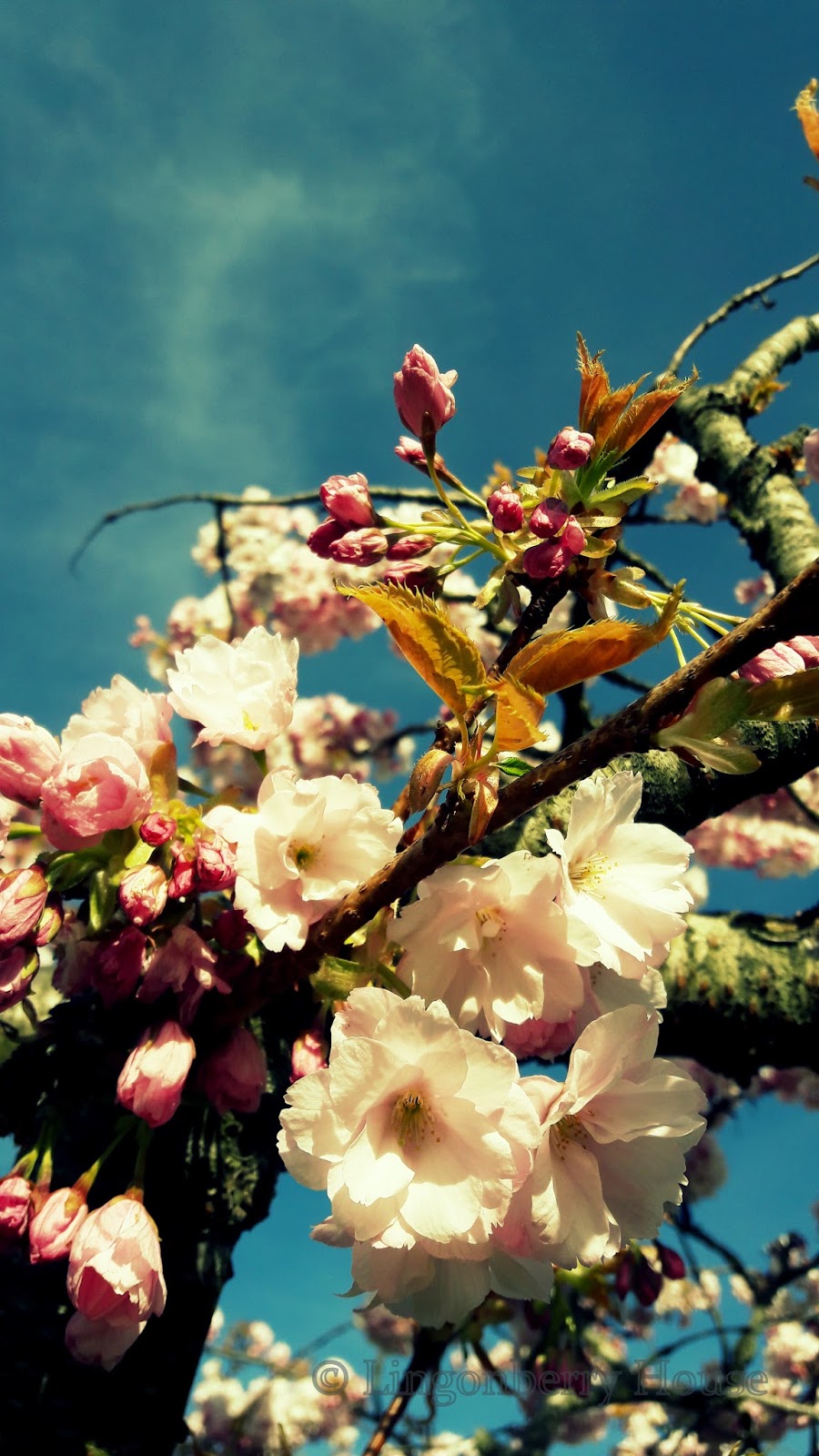 Lingonberry House: Kirsikkapuu kukkii / The cherry tree blossoms