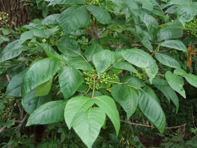 Poison Ivy - Nature's "Three Leaf Wonder": Poison Ivy Life Cycle, Part 1