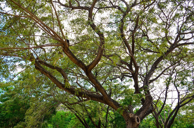 Samán (Samanea saman)