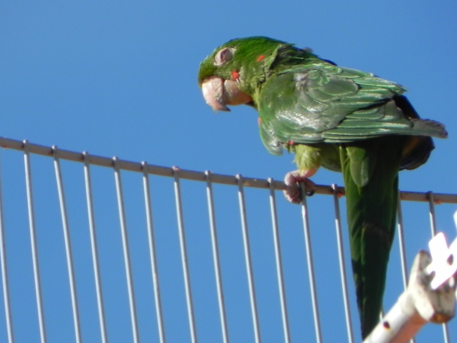 FOTO DESFOQUE: Maritaca Maracanã