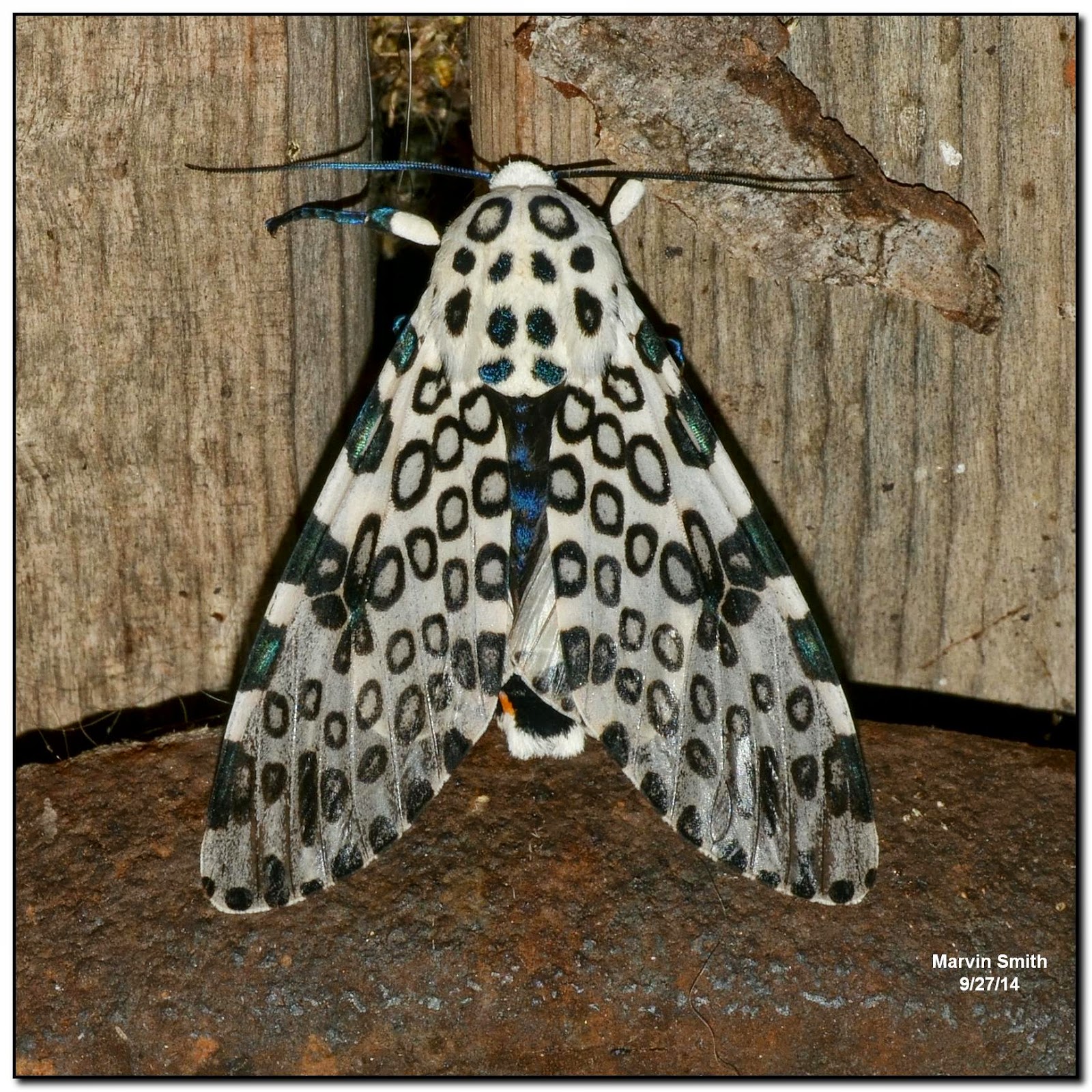 Nature in the Ozarks: Giant Leopard Moth (Hypercompe scribonia - 8146)