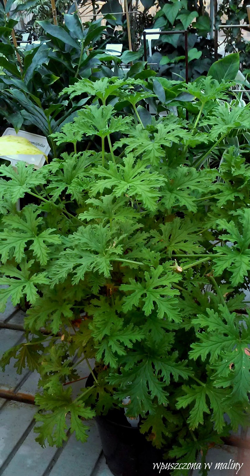 wpuszczona w maliny: Anginowiec pomoże zwalczyć przeziębienie