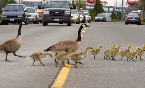 Scribing Life: Goose crossing