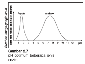 Faktor-Faktor yang Mempengaruhi Aktivitas Enzim - Our Akuntansi
