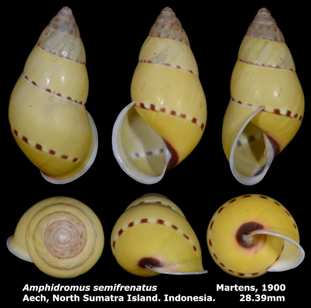 Dr. Lee's Gallery Museum: Amphidromus semifrenatus 25.2 to 30.11mm