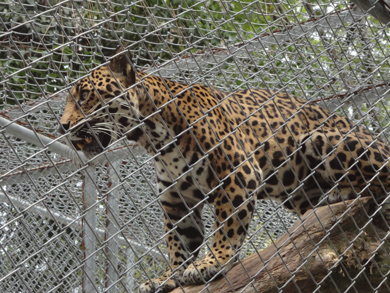 Costa Rica Kisa: Trip to San Carlos to a Costa Rican Zoo/ Rescue Center