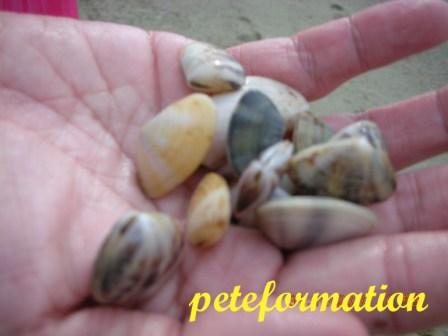 PeteFormation Foodie Adventure: Digging for Siput Remis (Small Edible ...