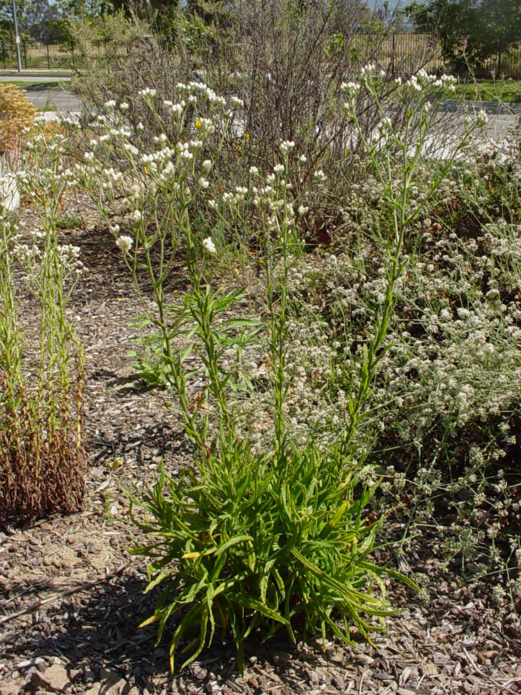 Mother Nature's Backyard - A Water-wise Garden: Plant of the Month ...